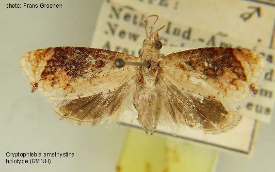 Papua Insects Foundation (Lepidoptera/Tortricidae)